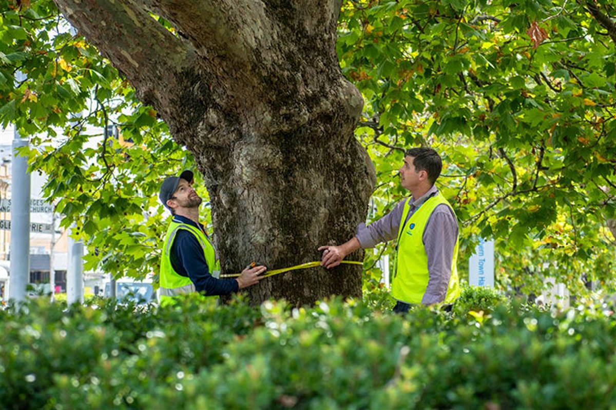 How we maintain trees City of Stonnington