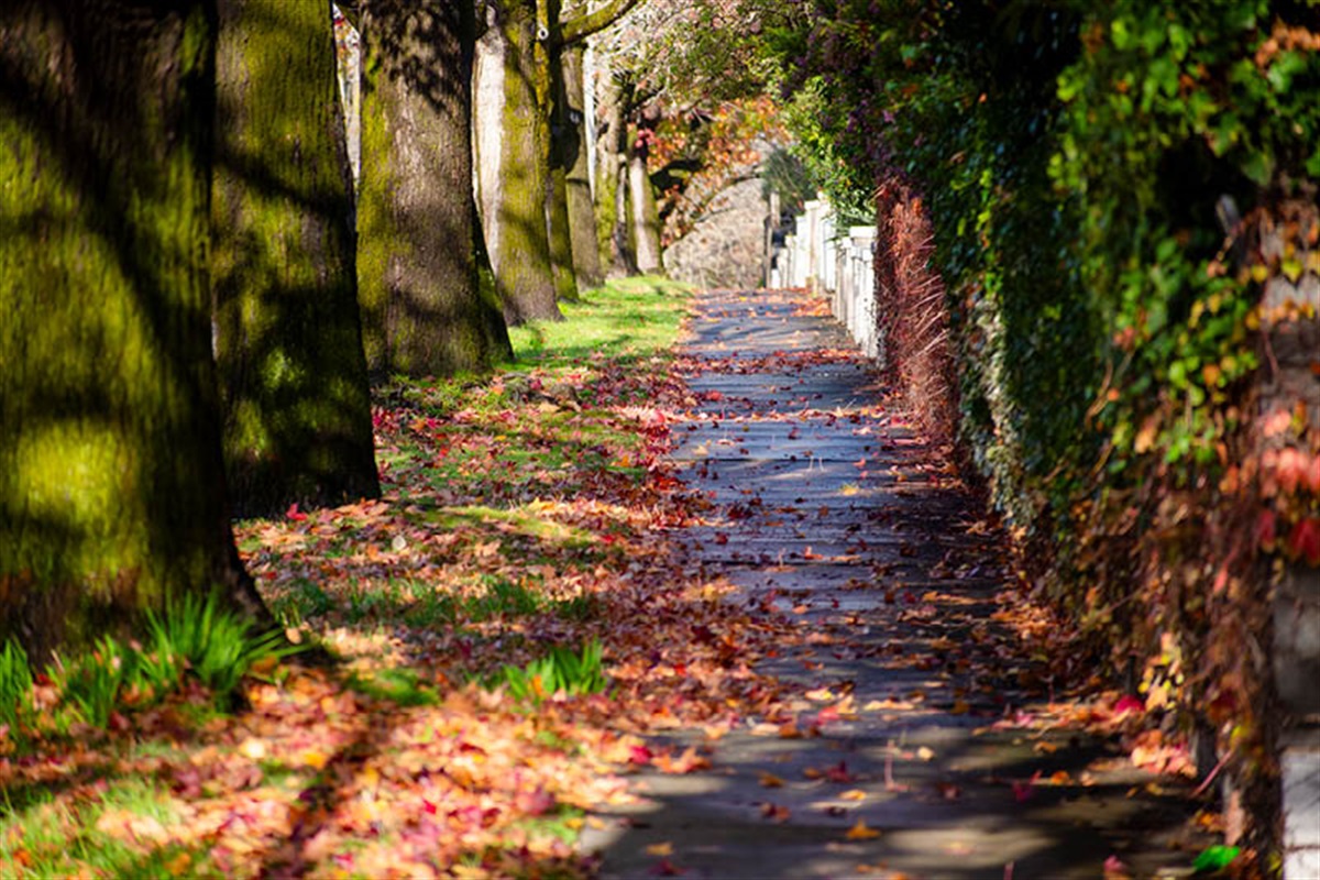 Find my street sweeping dates City of Stonnington
